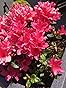 1 X Azalea 'Geisha Pink' Japanese Evergreen Shrub Hardy Plant in Pot ...