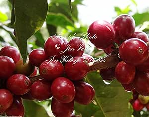 Amazon.com : Coffea Canephora Robusta Coffee Tree Tropical Gardening ...