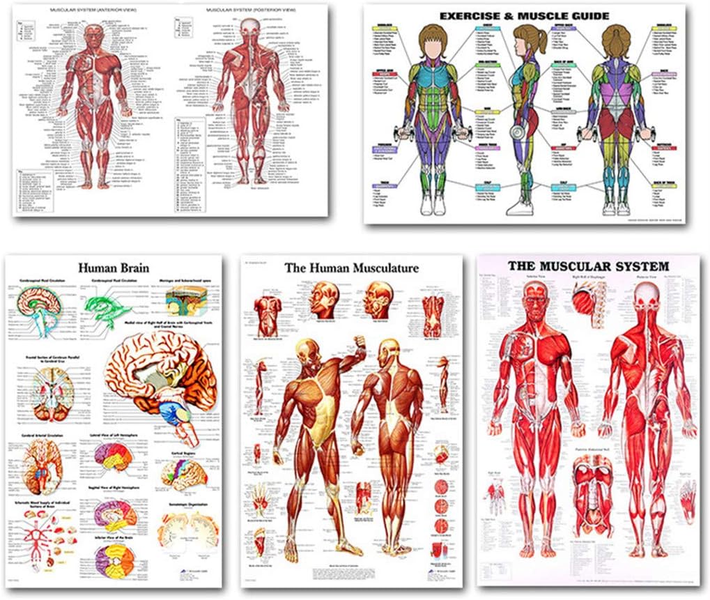 ZSLMX Ensemble De 5 Cartes Muscle Humain Et Corps Cinq Organes Internes ...