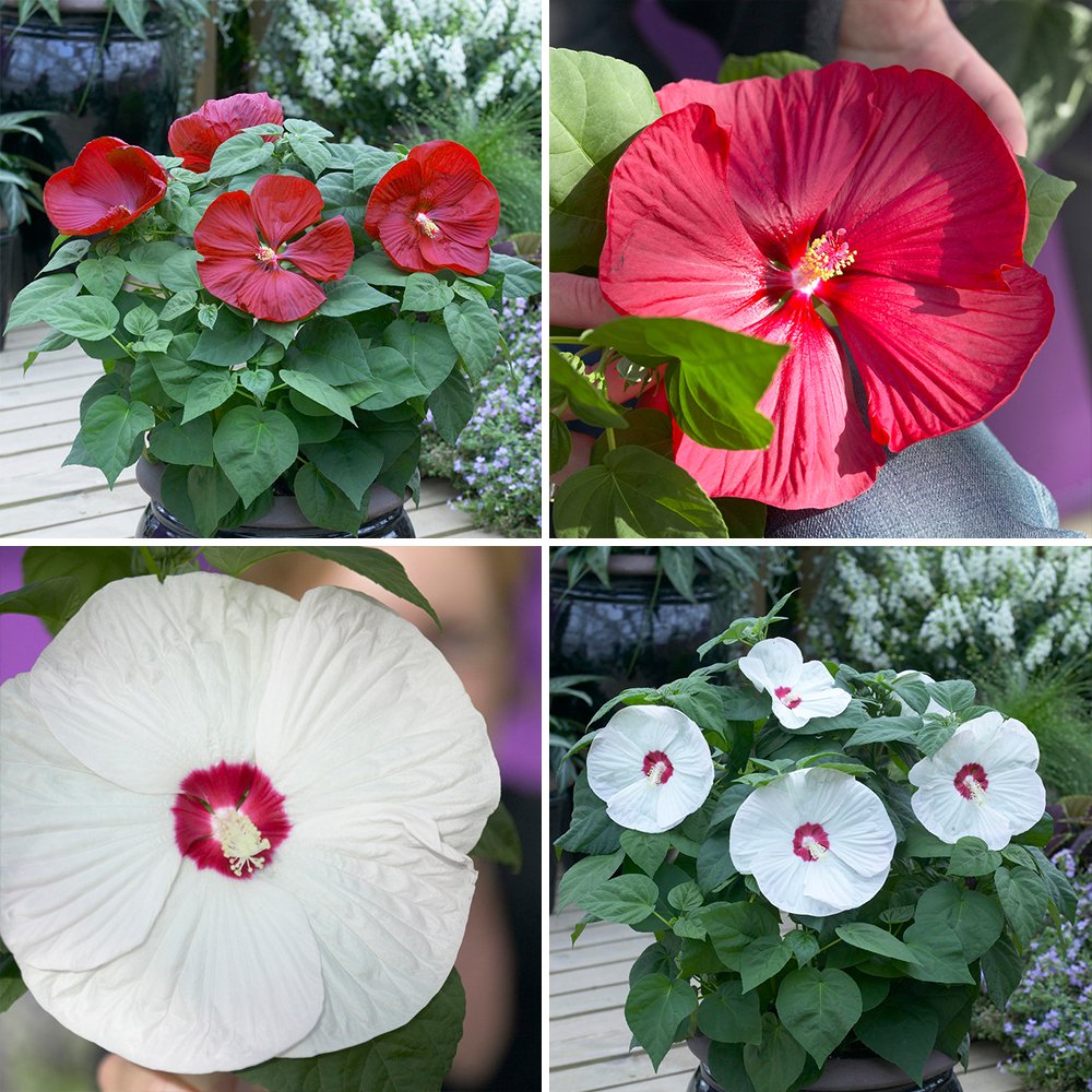 Giant Flowered Hardy Hibiscus x 2 plants: Amazon.co.uk: Garden & Outdoors