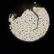 Simple Days Foldscope Basic Kit - Foldable DIY Paper Microscope by ...