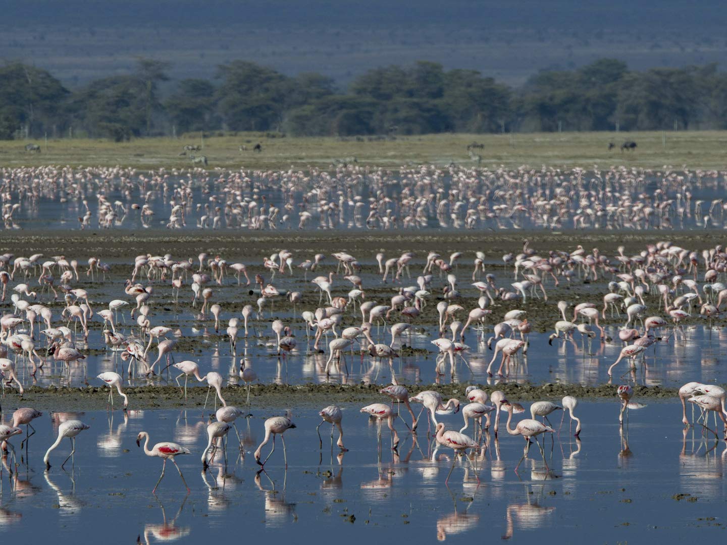 Watch Animal Battlegrounds - Season 1 | Prime Video