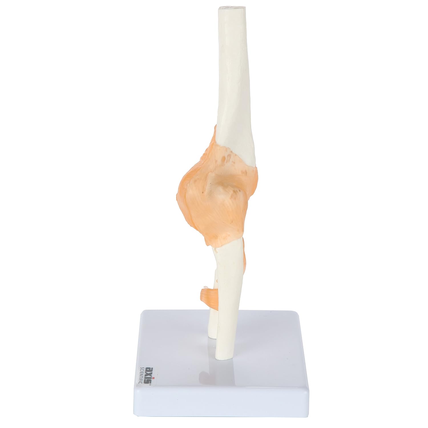 Includes Base for Display and Interaction Life-Size Flexible Elbow ...