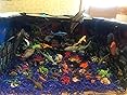 Amazon.com: US Toy Assorted Color and Design Tropical Fish Figure Play ...