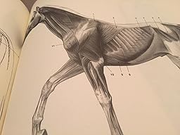 Cyclopedia Anatomicae: More Than 1500 Illustrations of the Human and ...