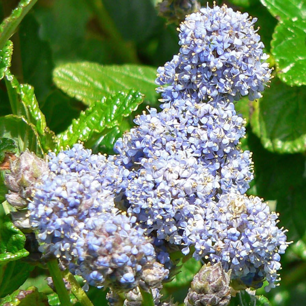 Ceanothus Griseus Yankee Point - 1 Plant - Live Outdoor Shrub in 9cm ...