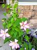 Downspout Gutter Trellis for Clematis and Other Vines and Outdoor ...
