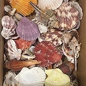 Amazon.com: Jangostor 100PCS Sea Shells Mixed Ocean Beach Seashells ...