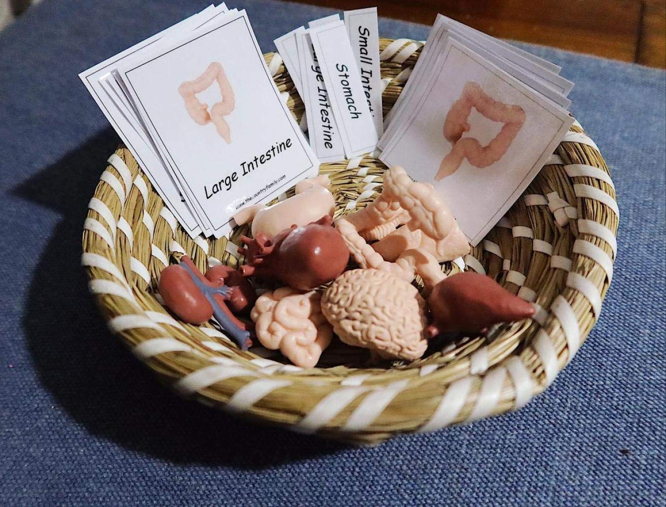 Montessori Human Body 3 Part Cards Montessori Human Body Kids ...