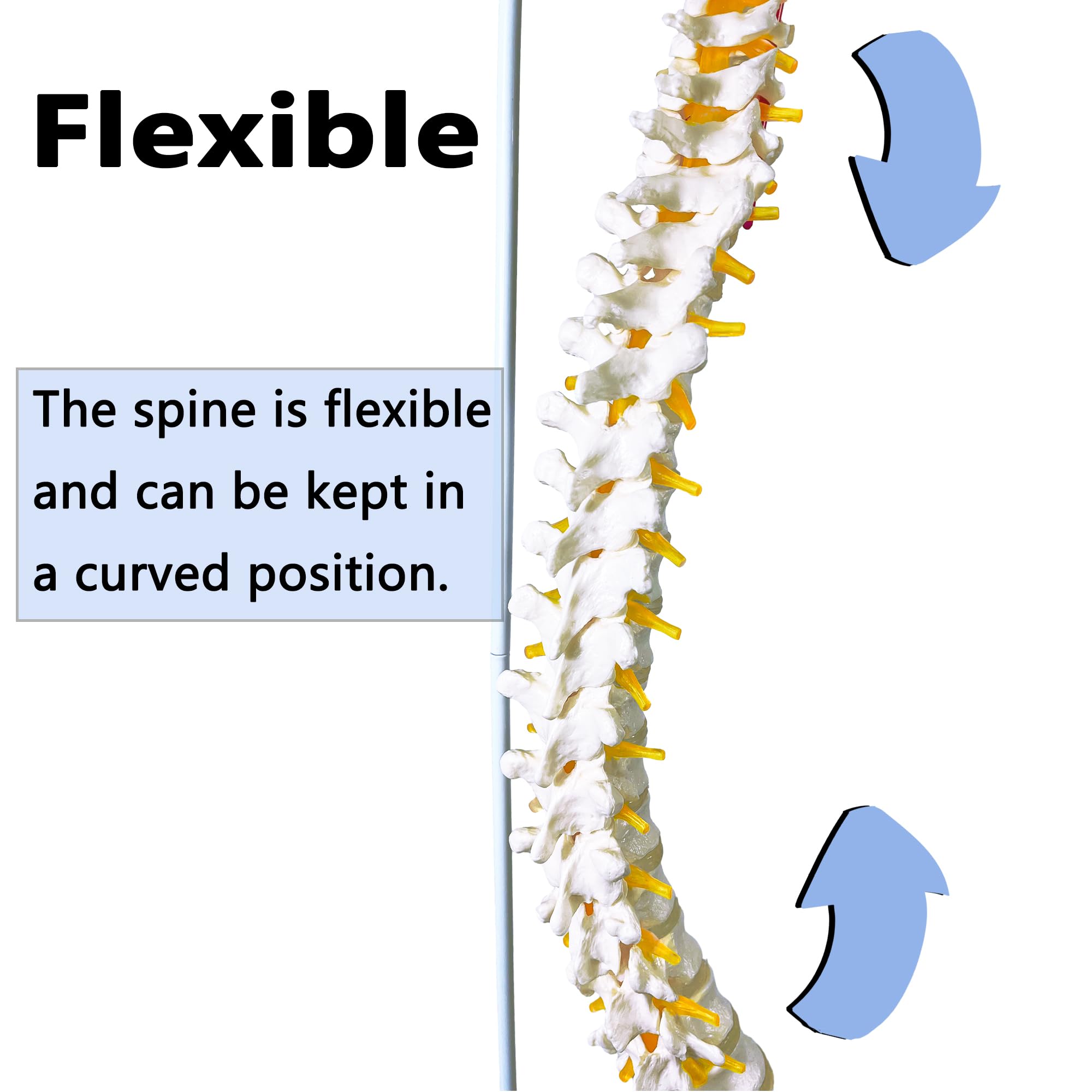 Mua Koretech Spine Model Life Size 34.6" Height, Spine Flexible with ...