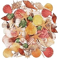 Amazon.com: Seashells 13 Kinds of Shells 100 PCS Mixed Ocean Beach ...