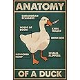 Amazon.com: Duck Knowledge Metal Tin Sign Anatomy Of A Duck Retro ...