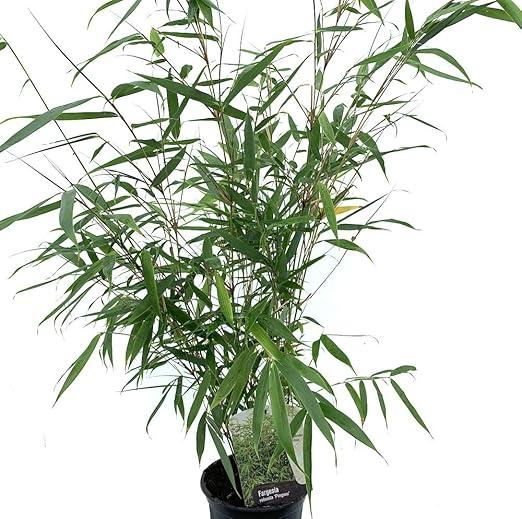 Bamboo Fargesia Robusta 'Pingwu' 2L Fast Growing Non Invasive Bamboo ...