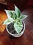 Amazon.com : Snow Queen Devil's Ivy - Pothos - Epipremnum - 4" Pot ...