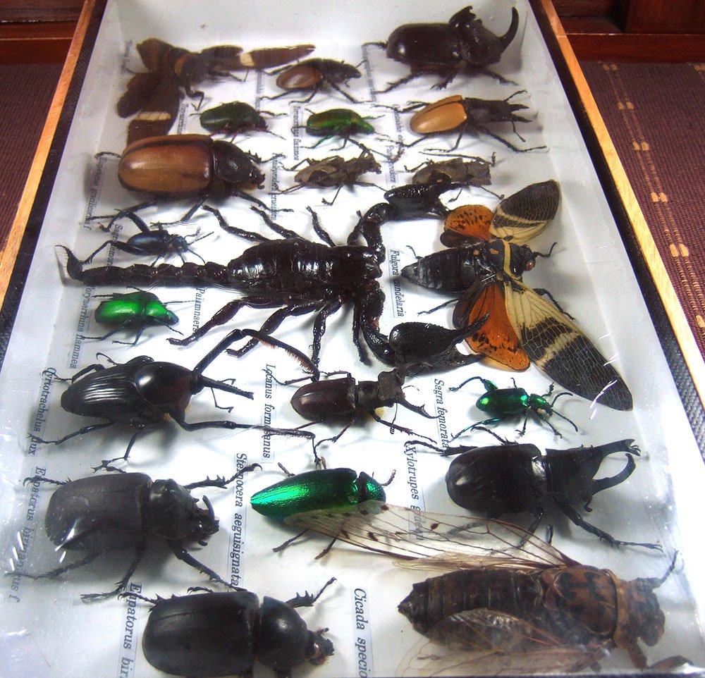 Mua Real Display Insect Taxidermy Big Set in Box for Collectible trên ...