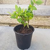1 X AZALEA 'GEISHA PINK' JAPANESE EVERGREEN SHRUB HARDY PLANT IN POT ...