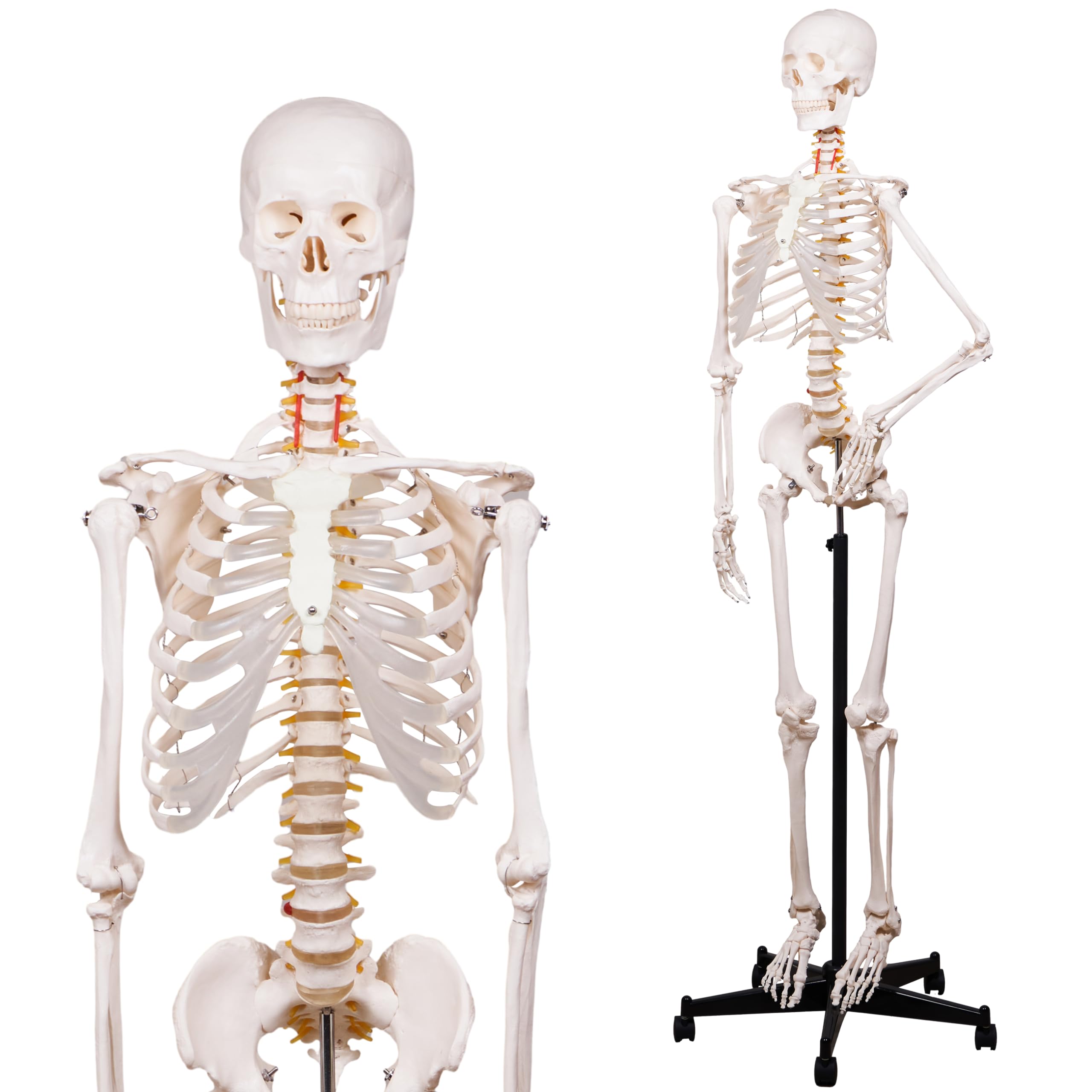 NLShan Human Skeleton Model for Anatomy -Life Size Anatomical Skeleton ...