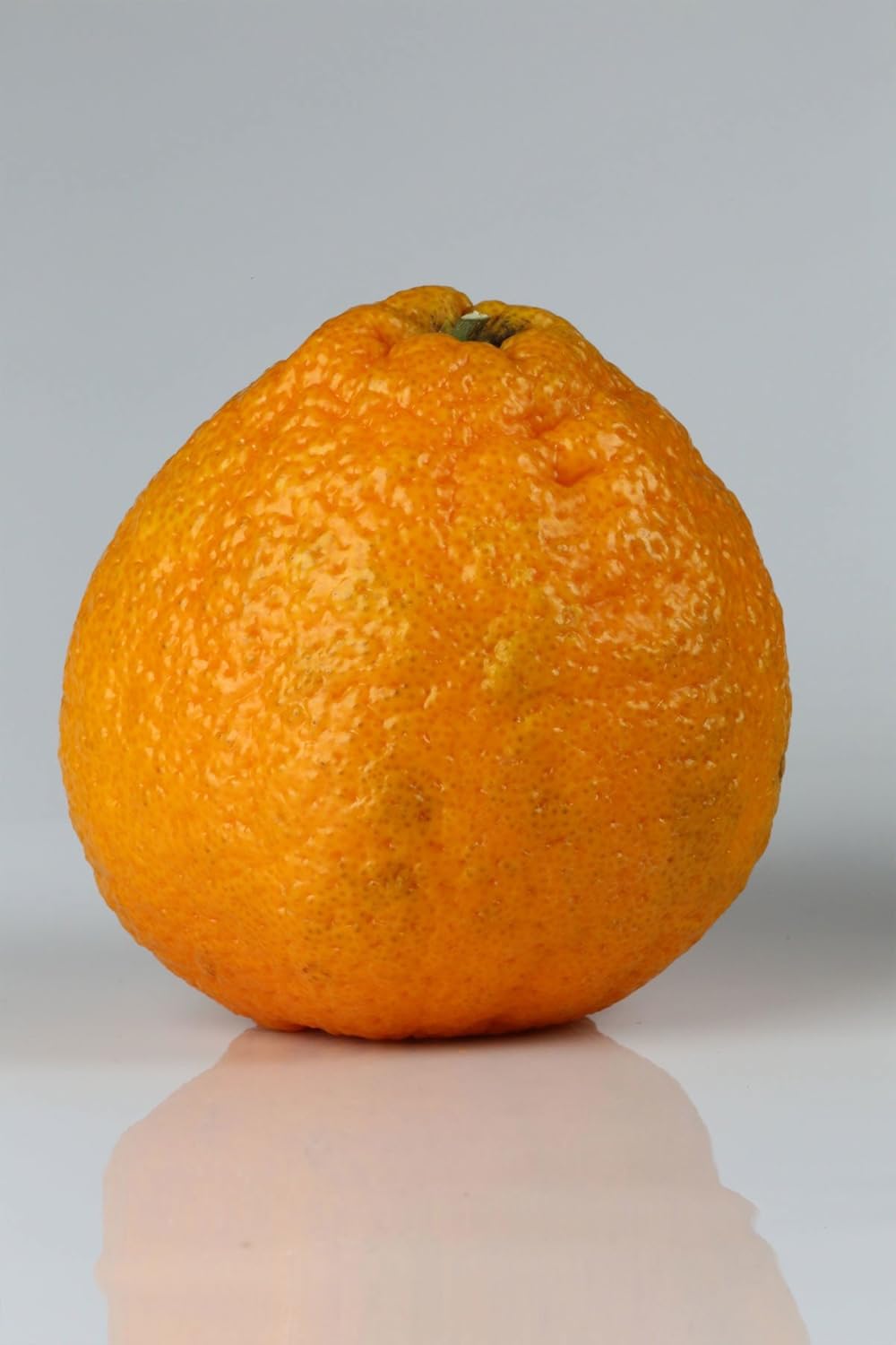 Amazon.com : Shiranui Tree, Ponkan Tangerine Dekopon Hybrid Citrus ...