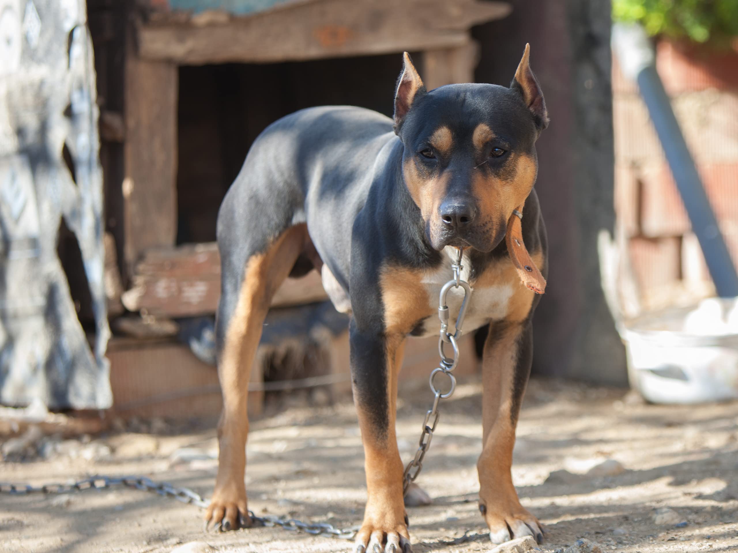 Watch Animal Cops: Houston - Season 7 | Prime Video