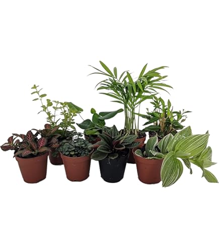 Mini Helechos Para Terrarios Helecho Mini | Plantas Naturales Interior