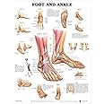Amazon.com: Foot and Ankle Anatomical Chart : Anatomical Chart Company ...