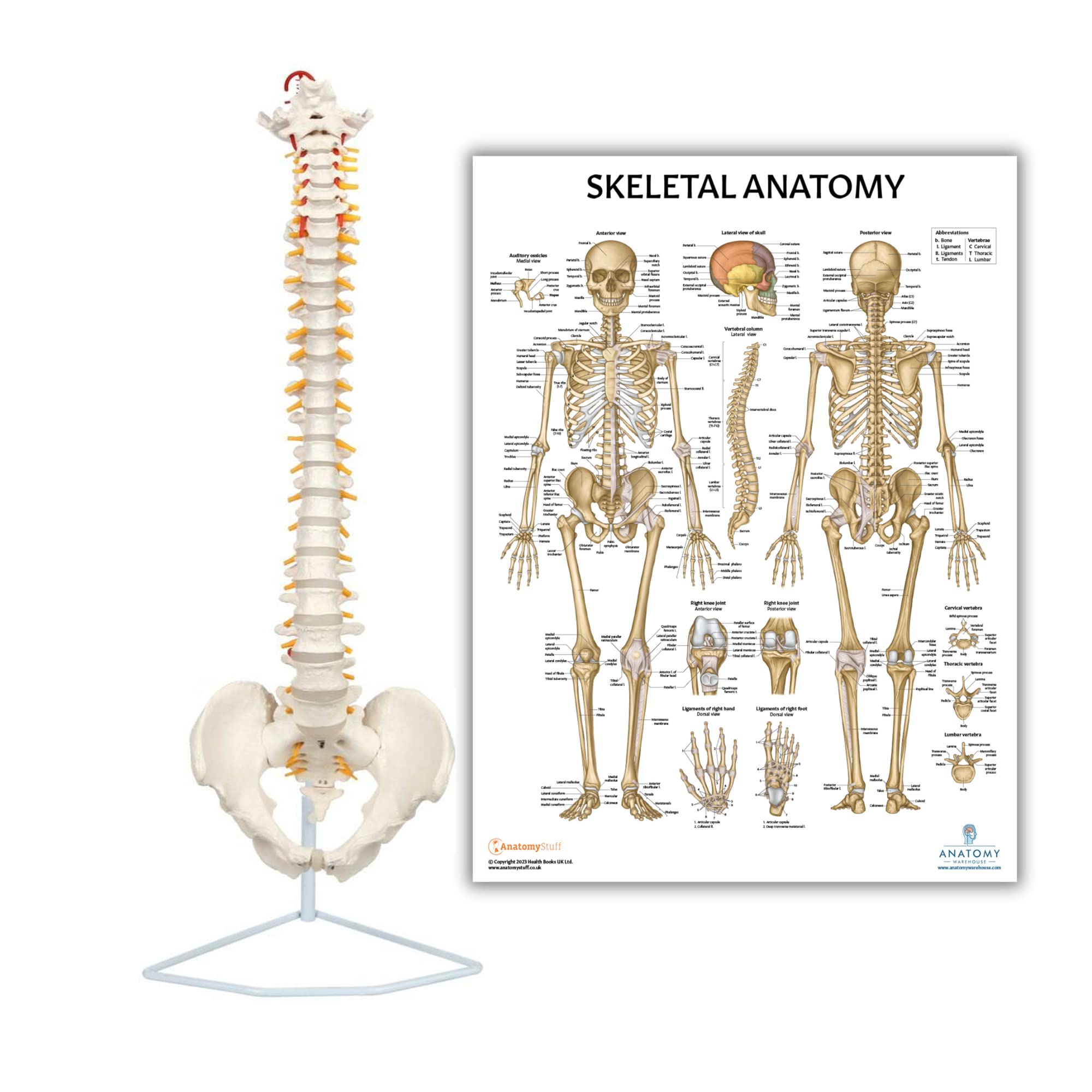 Mua Axis Scientific Spine Model 34" Life Size Spinal Cord Model with ...