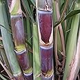 Amazon.com: Fresh Live Sweet Deep South Blue Sugar Cane Plant 1-2' Tall ...