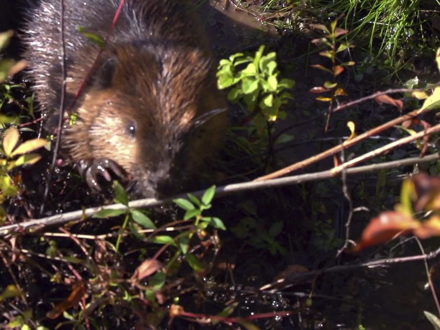 Watch Beaver Brothers - Season 1 | Prime Video