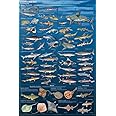 Amazon.com: Sharks and Kin Poster Great White Thresher Hammerhead ...