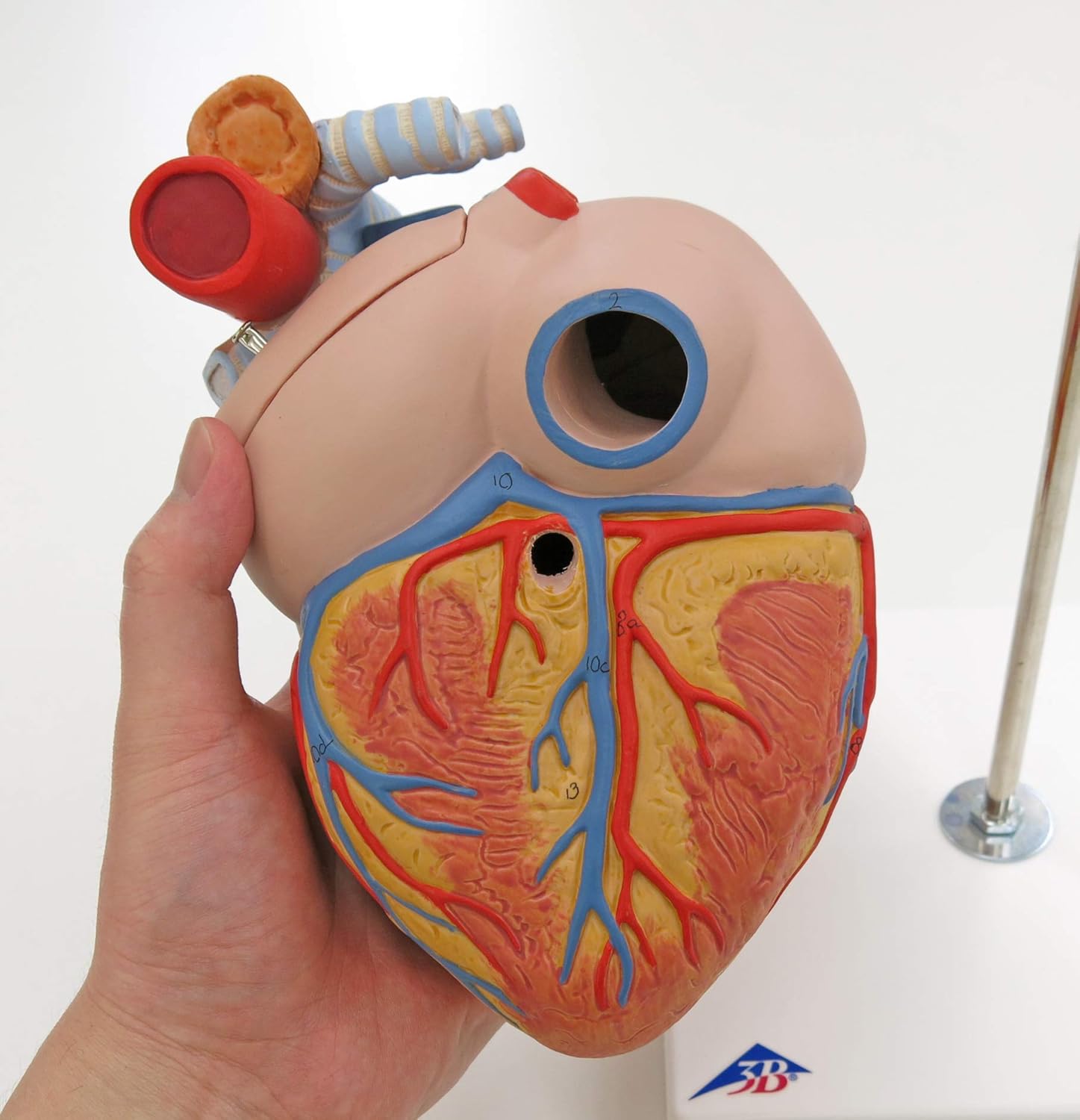 3B Scientific Human Anatomy – Heart Model with Oesophagus and Trachea ...