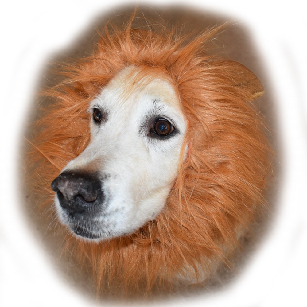 Dog Costume Lion Mane Wig, Adjustable - Fancy Dress for Christmas ...
