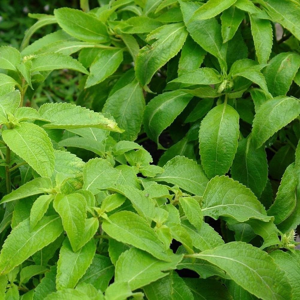 Amazon.com : African Tree Basil Seeds (Ocimum gratissimum) 50+ Rare ...