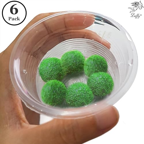 Luffy Marimo moss Balls - Healthy Fluffy Green Java Moss Balls Aquarium ...