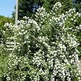 Amazon.com : Mock Orange Bush, Mock Orange Shrub Live Plant, Sweet ...