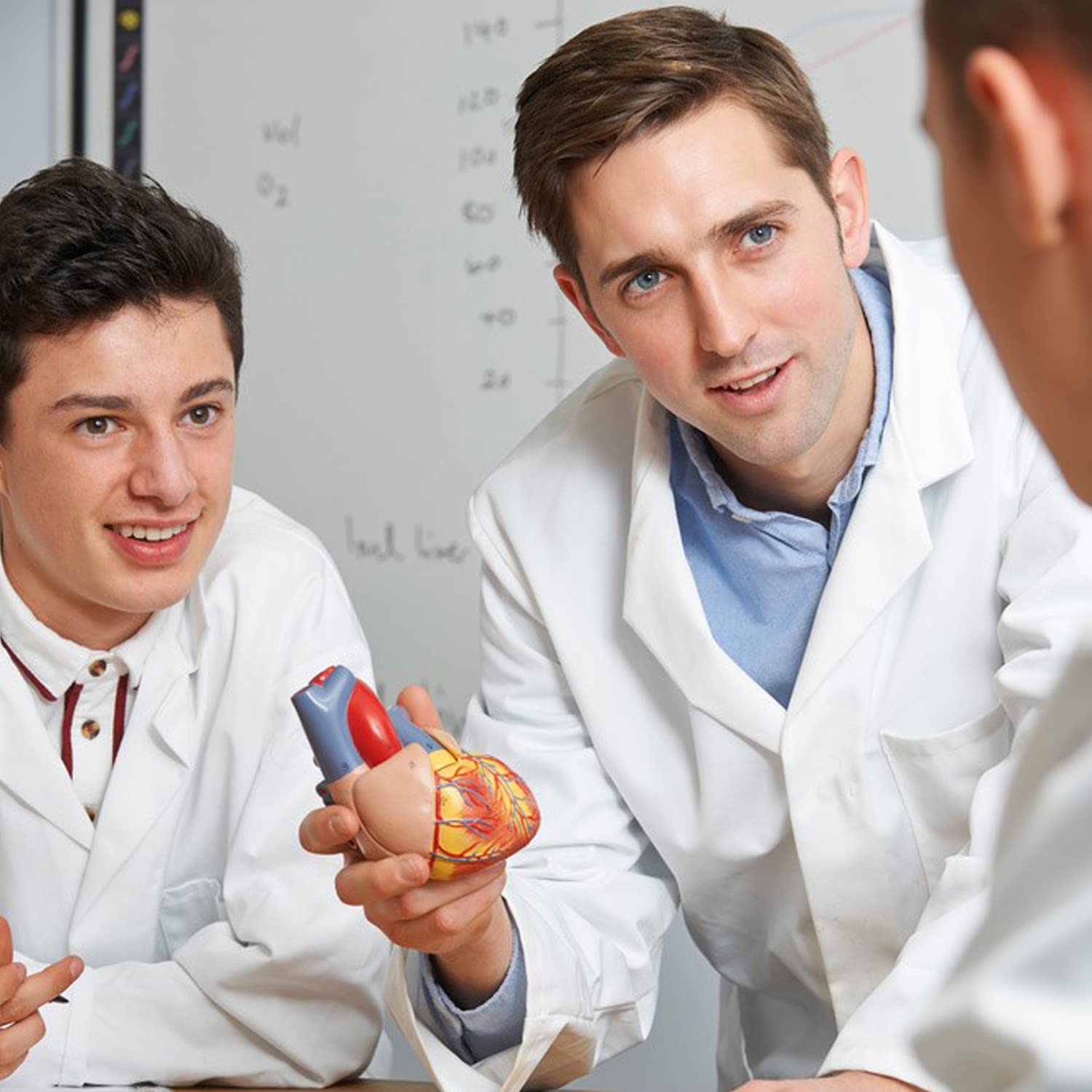 Mua Anatomy Heart Model, 3D Human Heart Model, Science Education Human ...