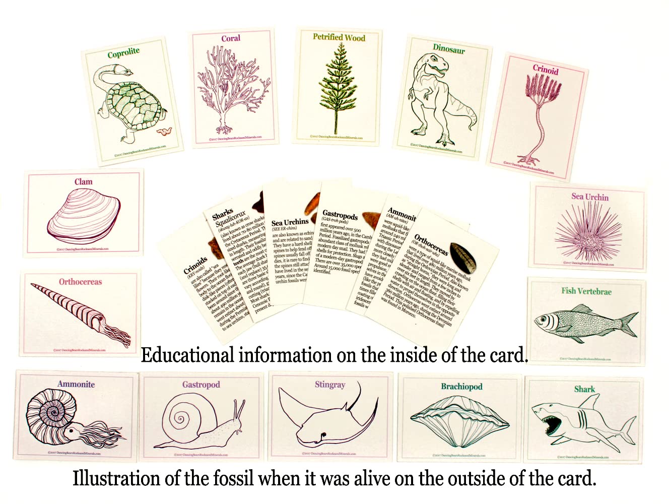 Mua Fossil Collection Sorting Activity Kit with Over 100 Pcs (More Than ...