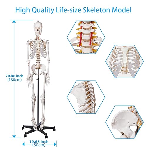 Anatomy And Physiology Skeleton Anatomy And Physiology Of Human