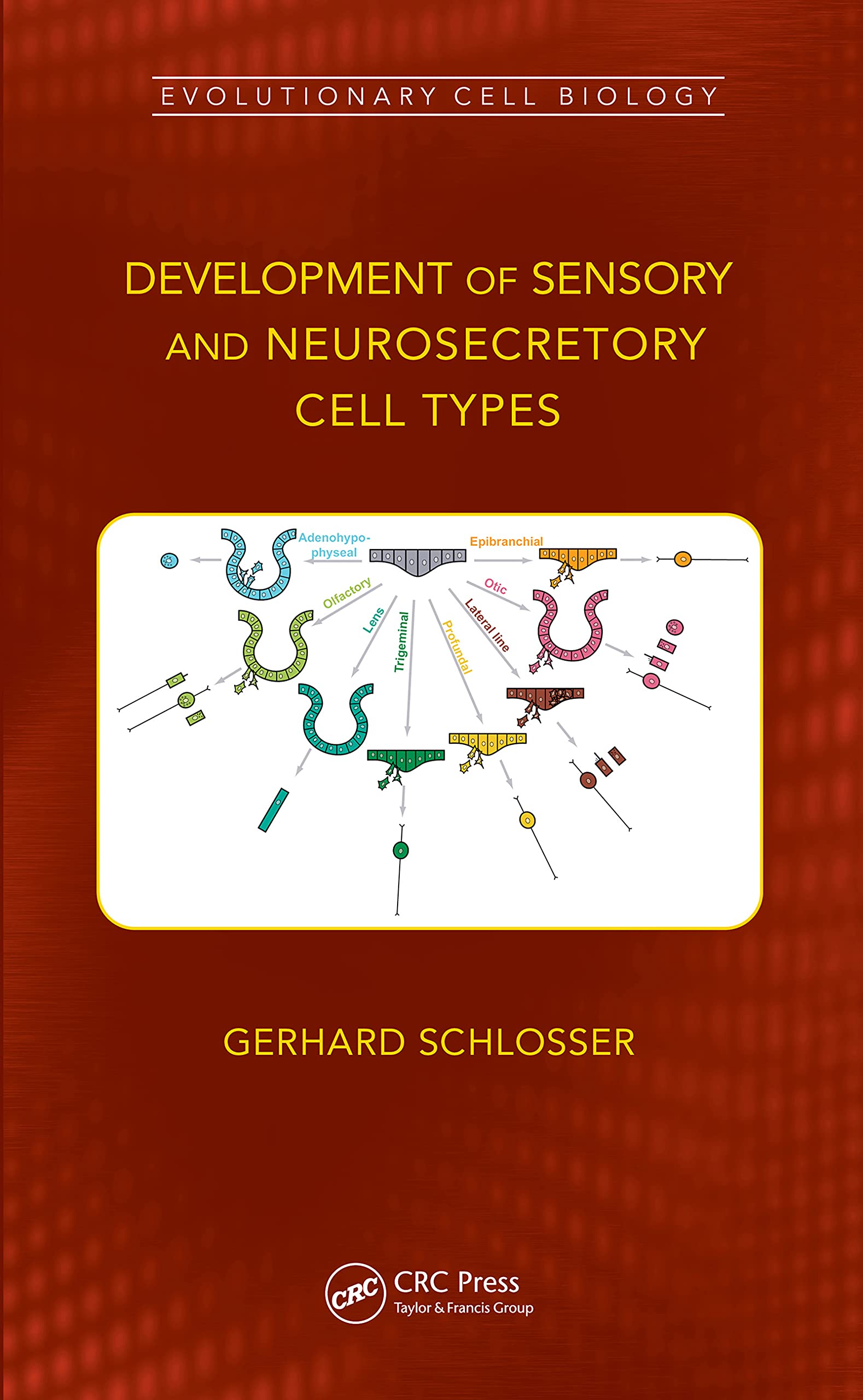 Mua Development of Sensory and Neurosecretory Cell Types: Vertebrate ...