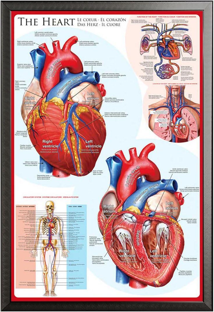 Educational - Bildung Das Herz - The Heart Bildungsposter Plakat Druck ...