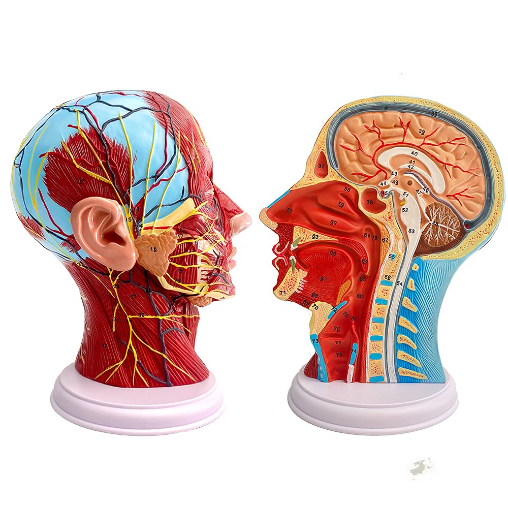 Mua timiland skull model, head nerve structure model, superficial ...