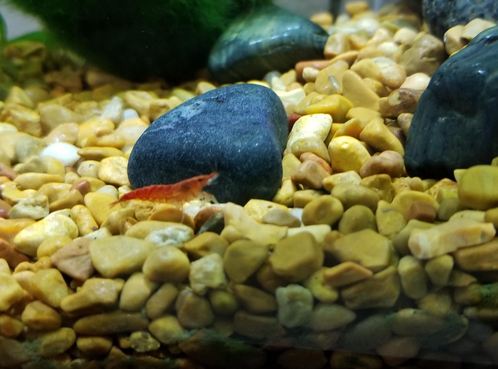 $9/mo - Finance PENN-PLAX NuWave Betta Fish Tank Kit with LED Light and ...