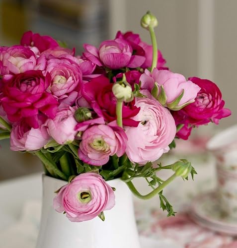 Easy to Grow Ranunculus Tecolote Very Berry Collection - 30 Plant Bulbs ...