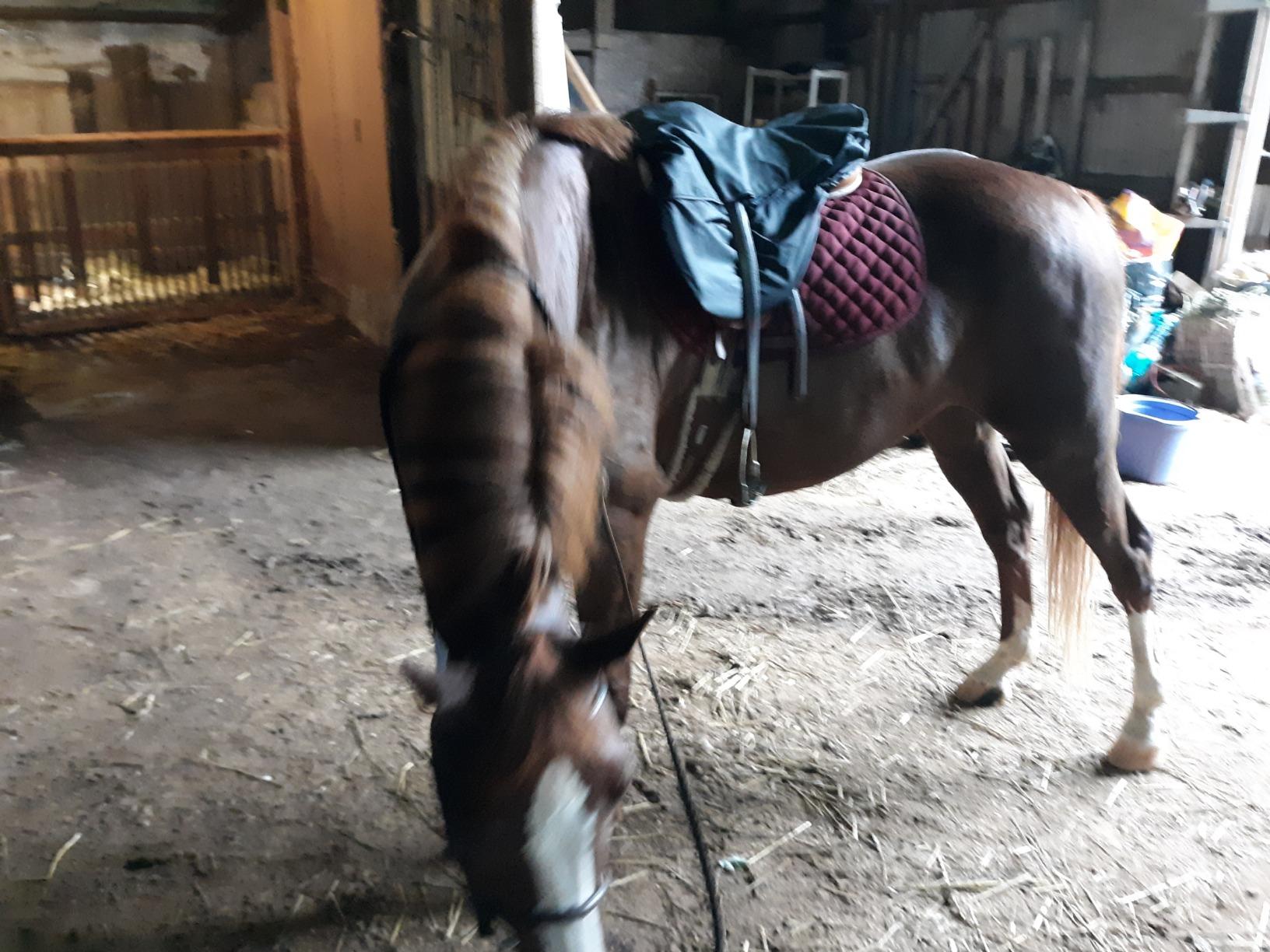$9/mo - Finance Intrepid International Ride On Saddle Cover | Buy Now ...