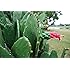 Amazon.com : 1 Plant of Perennial Prickly Pear Cactus (Rooted) : Garden ...