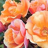 Amazon.com : Cherry Parfait Rose Bush | Reblooming Fragrant Hardy Shrub ...