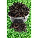 Amazon.com : UDA, Hwentia, Grains of Selim, Xylopia Aethiopica, Uda ...