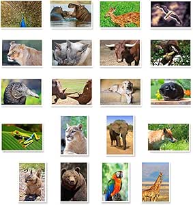 Amazon.com : ANIMALS & BIRDS postcard set of 20. Post card variety pack ...