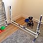 Clip and Go Portable Folding Dog Agility Ready Jump Equipment(106662 ...