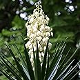 Amazon.com : CHUXAY GARDEN Adam's Needle Seed 30 Seeds White Yucca ...