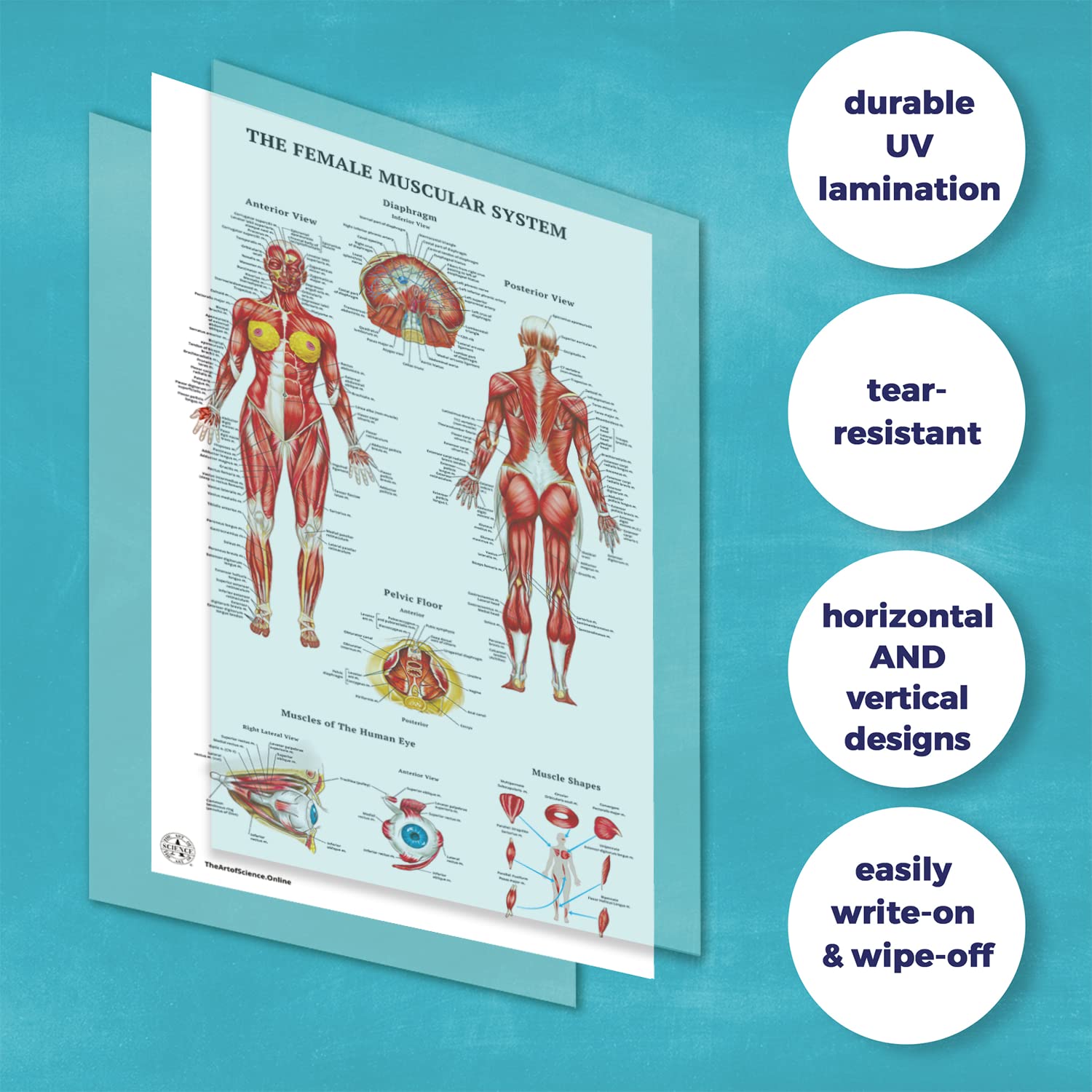 Mua 12 Human Anatomy Posters, Medical Posters, Circulatory, Skeletal ...